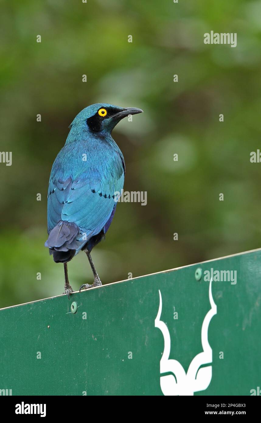 Greater Blue-eared Glossy Starling (Lamprotornis chalybaeus nordmanni ...