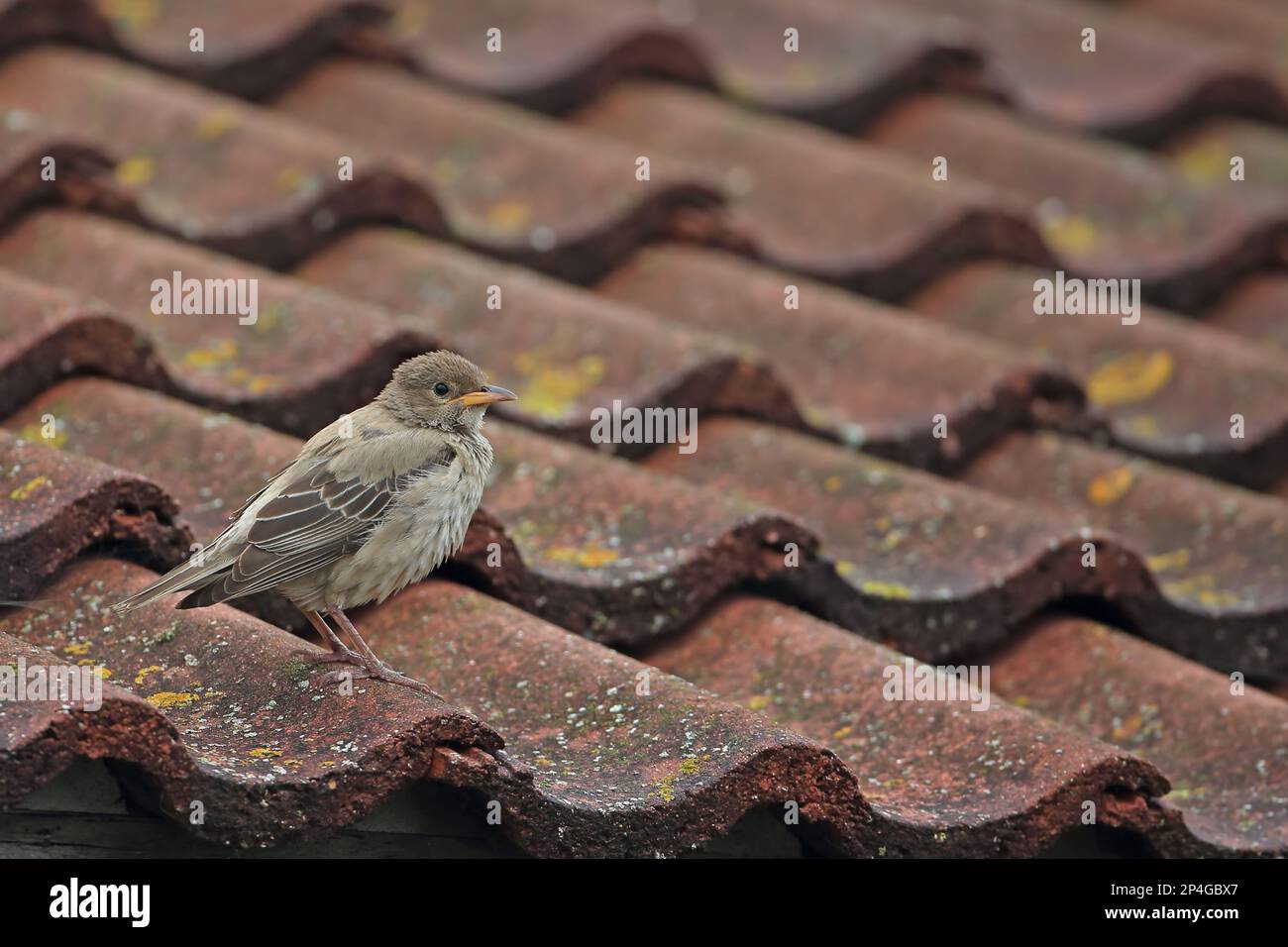 Pink starling (Pastor roseus) juvenile, vagrant standing on tiled roof ...