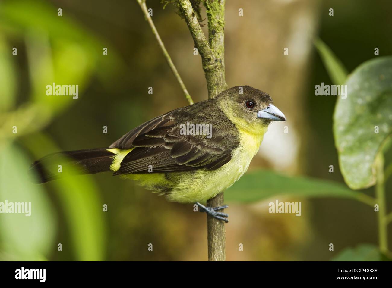 Tanagers of ecuador hi-res stock photography and images - Alamy