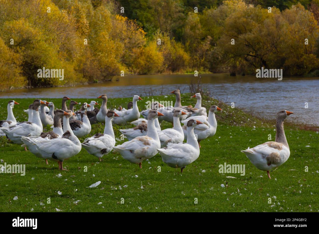 Gray beautiful geese in a pasture in the countryside walk on the green ...