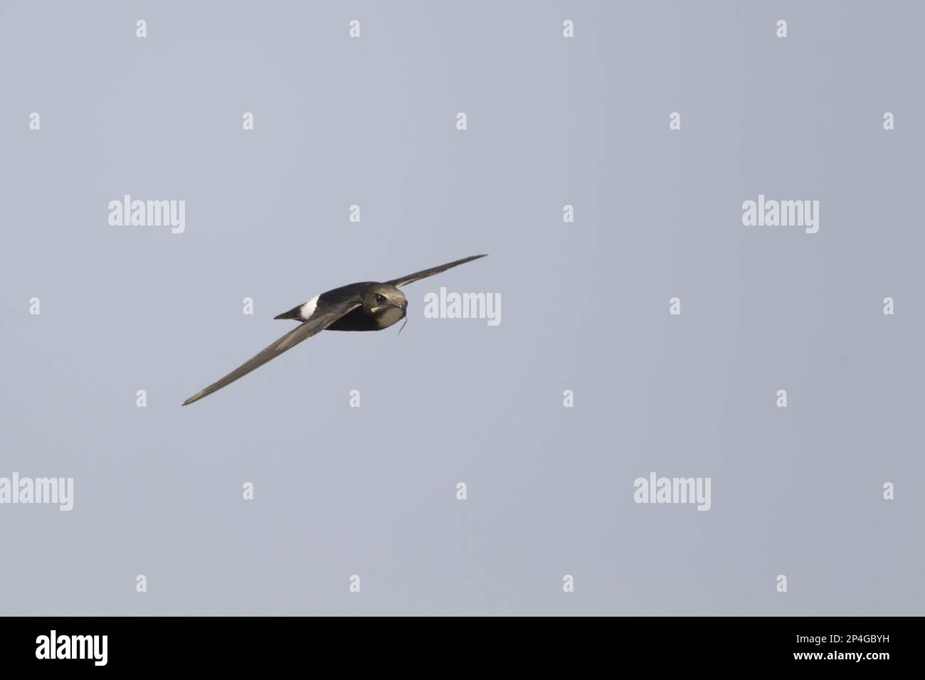 Lesser little swift (Apus affinis) adult, in flight, with nesting ...