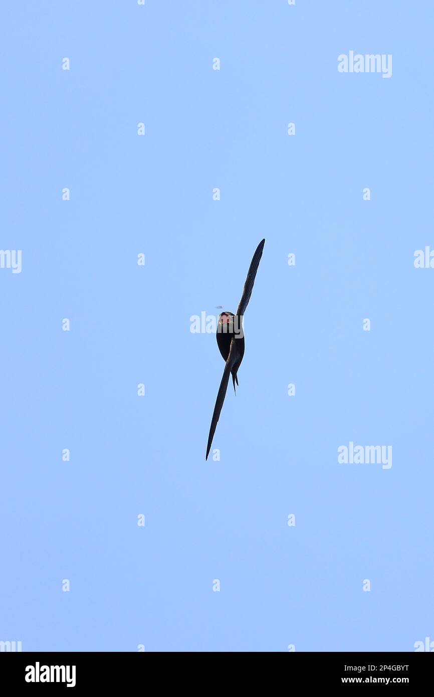 Common swift (Apus apus), adult, in flight, catching insects in mid-air ...