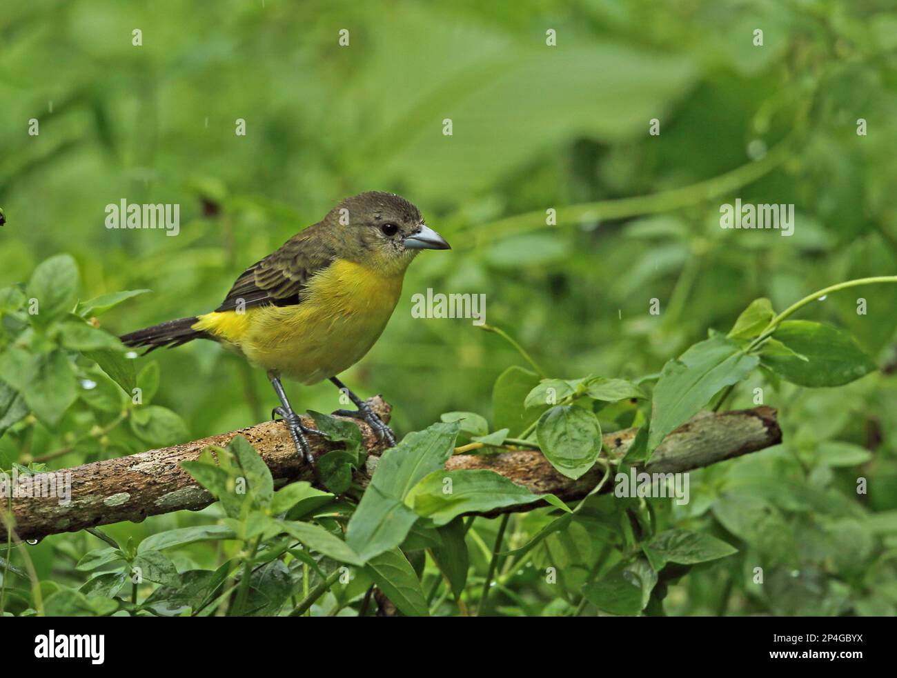 Yellow rumped tanager hi-res stock photography and images - Alamy