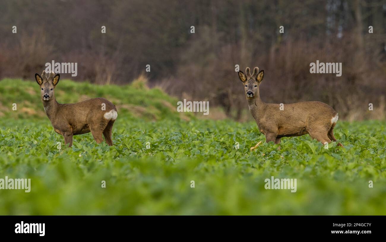 Roe deer captured on canon r5 hi-res stock photography and images - Alamy