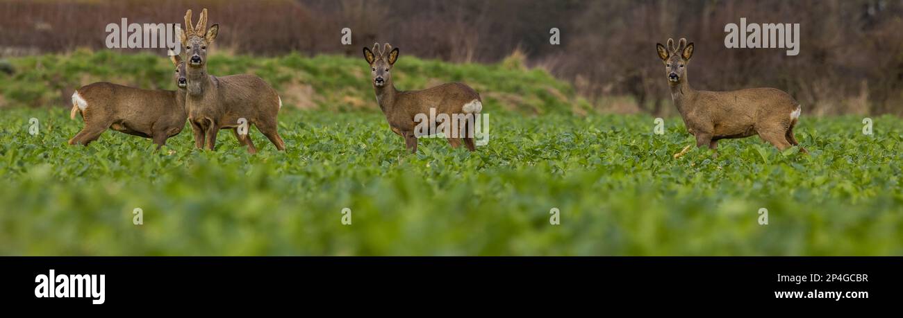 Roe deer captured on canon r5 hi-res stock photography and images - Alamy