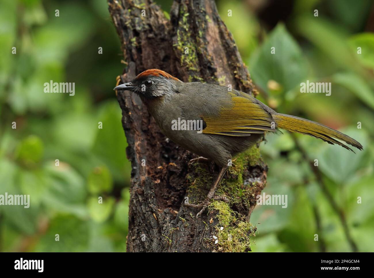 Silver-eared Laughingthrush, Silver-eared Laughingthrush, songbirds ...