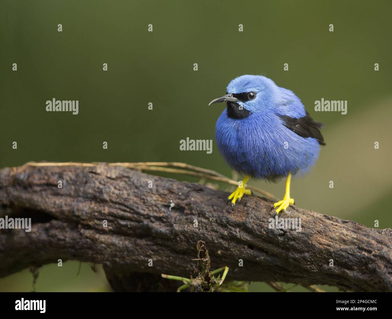 Azure Honeycreeper, shining honeycreeper (Cyanerpes lucidus), Azure ...