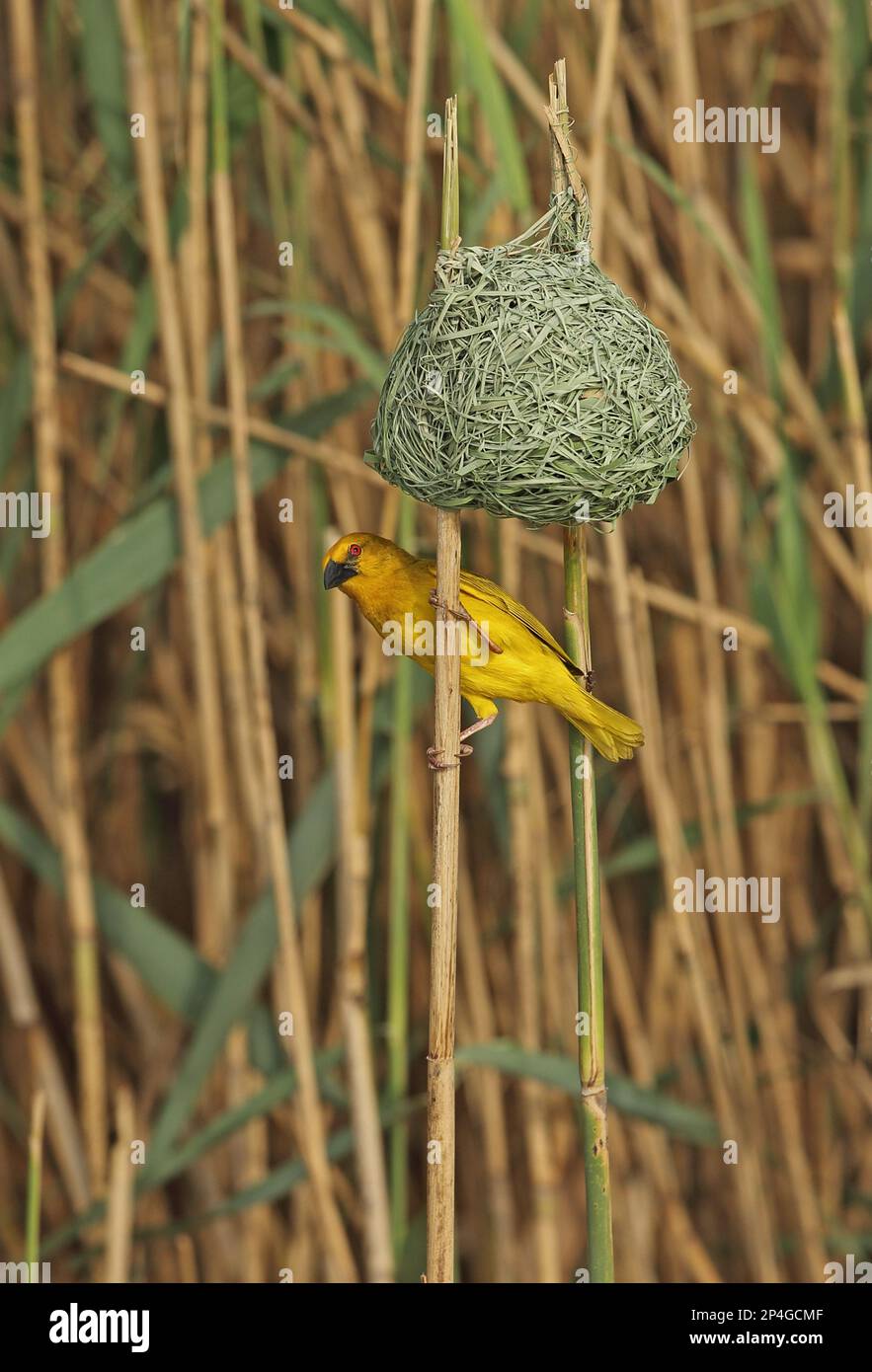 Eastern Golden Weaver (Ploceus subaureus subaureus) adult male ...
