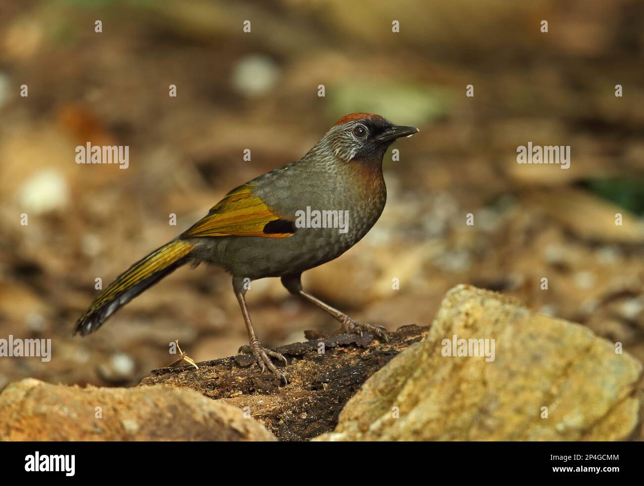 Silver-eared Laughingthrush, Silver-eared Laughingthrush, songbirds ...