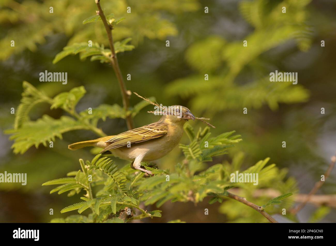 Female weaver bird in nest hi-res stock photography and images - Alamy
