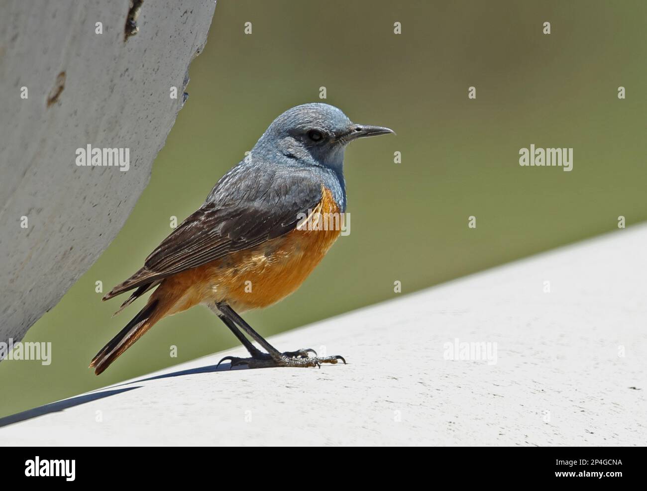 Long-toed Rock-thrush, songbirds, animals, birds, Sentinel Rock-thrush ...