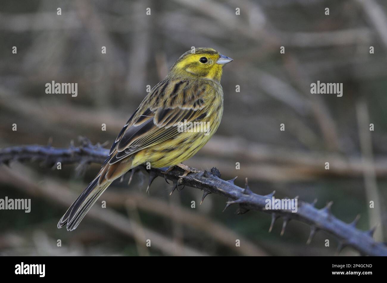 Yellowhammer (Emberiza citrinella) adult male, non-breeding plumage ...