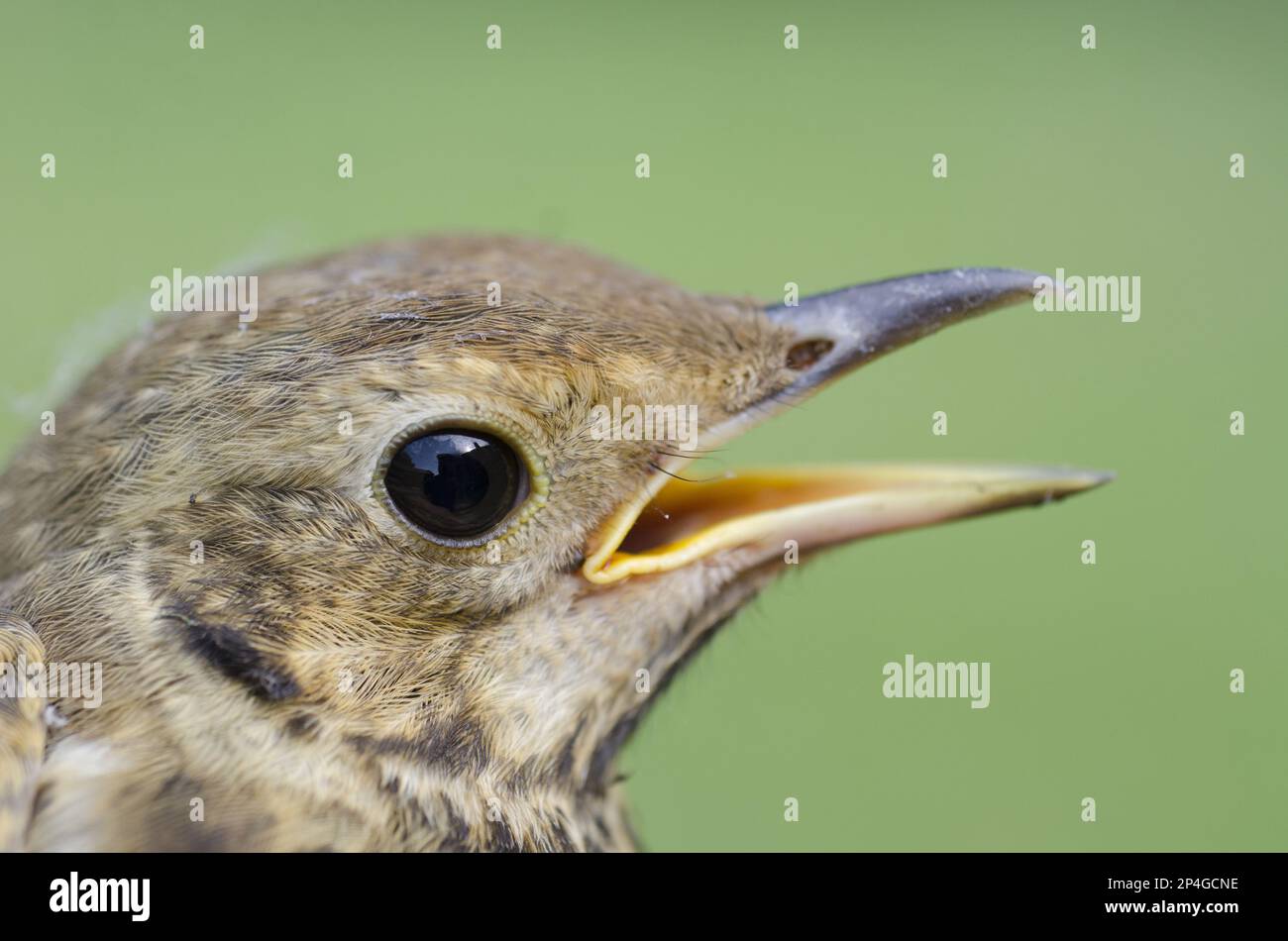 Thrush in detail hi-res stock photography and images - Alamy