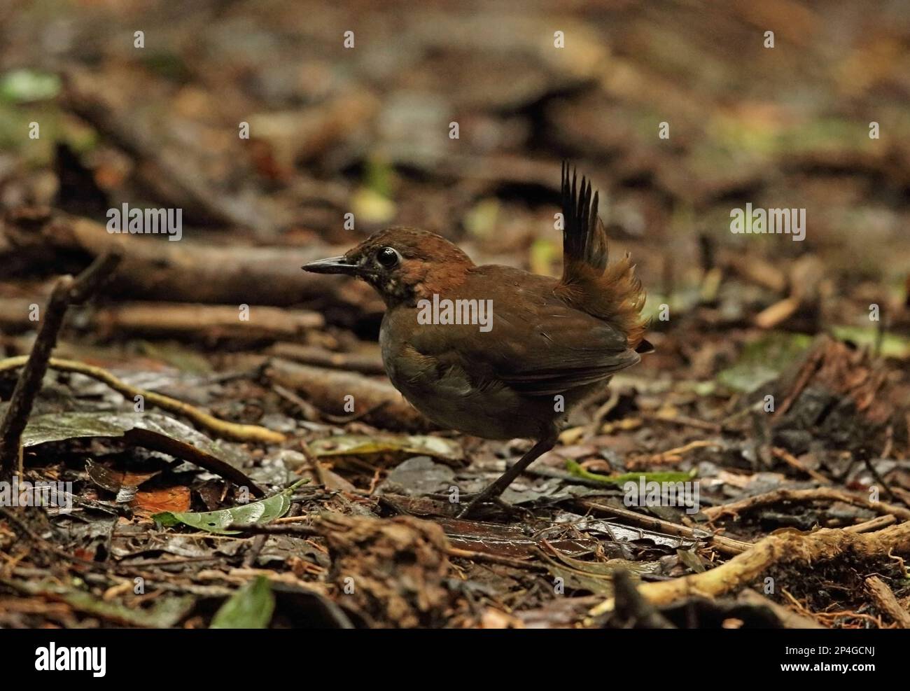Black-breasted Thrushtail (Formicarius analis panamensis), adult ...