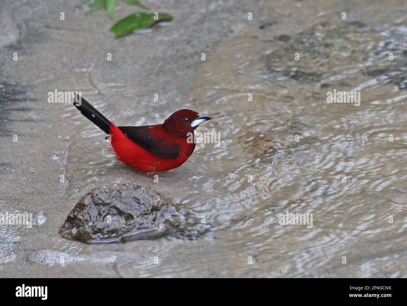 Red-mantled Tanager (Ramphocelus dimidiatus dimidiatus), adult male ...