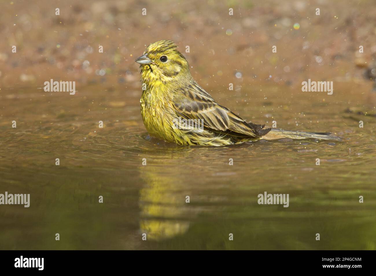 Yellowhammer (Emberiza citrinella) adult male, breeding plumage ...