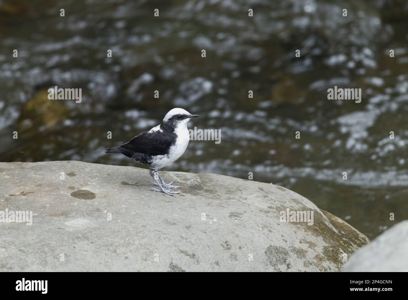 American dipper in river hi-res stock photography and images - Alamy