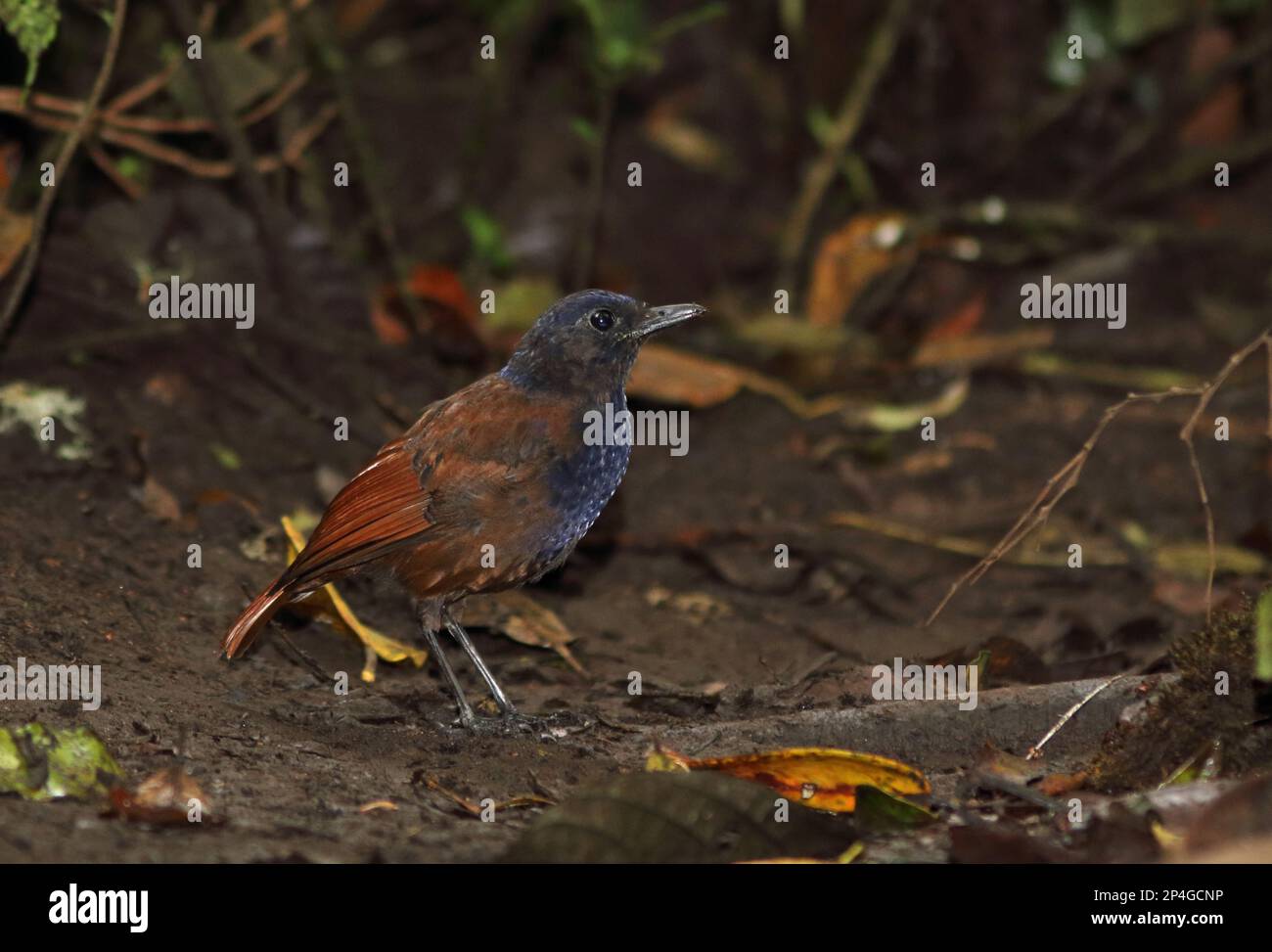 Brown-winged whistling thrush (Myophonus castaneus), adult male ...