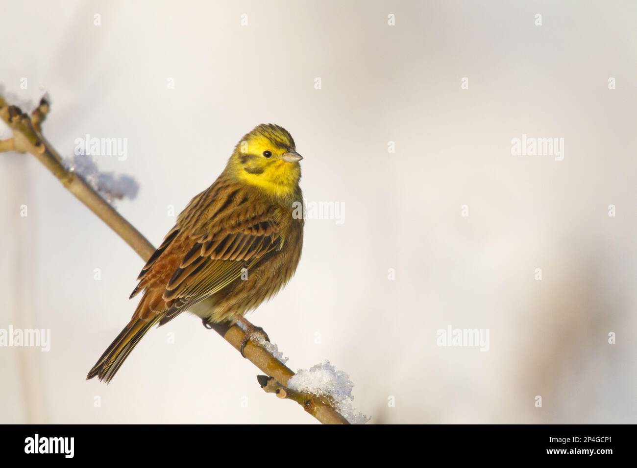 Yellowhammer (Emberiza citrinella), adult male, sitting on a snowy ...