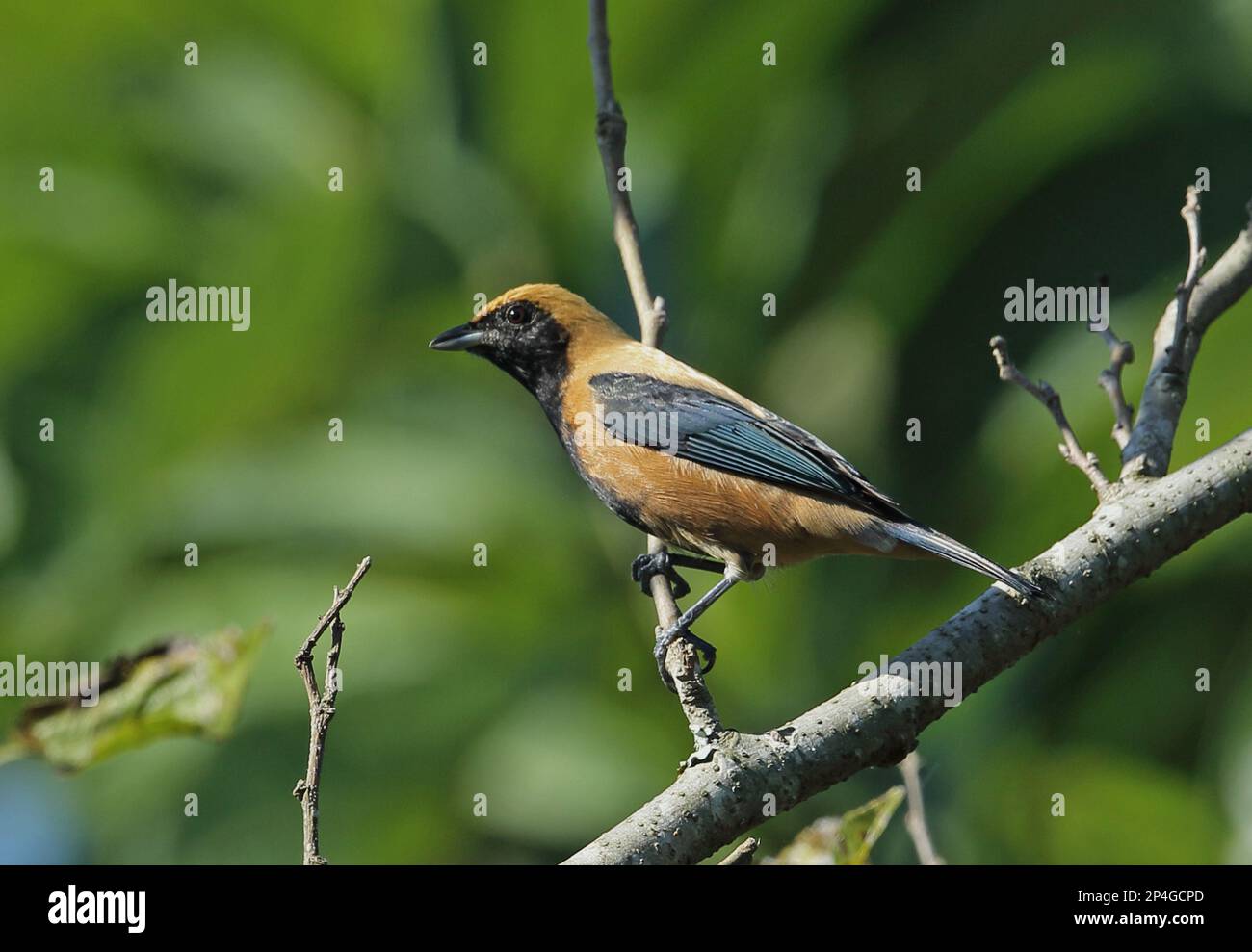 Tangara cayana hi-res stock photography and images - Alamy