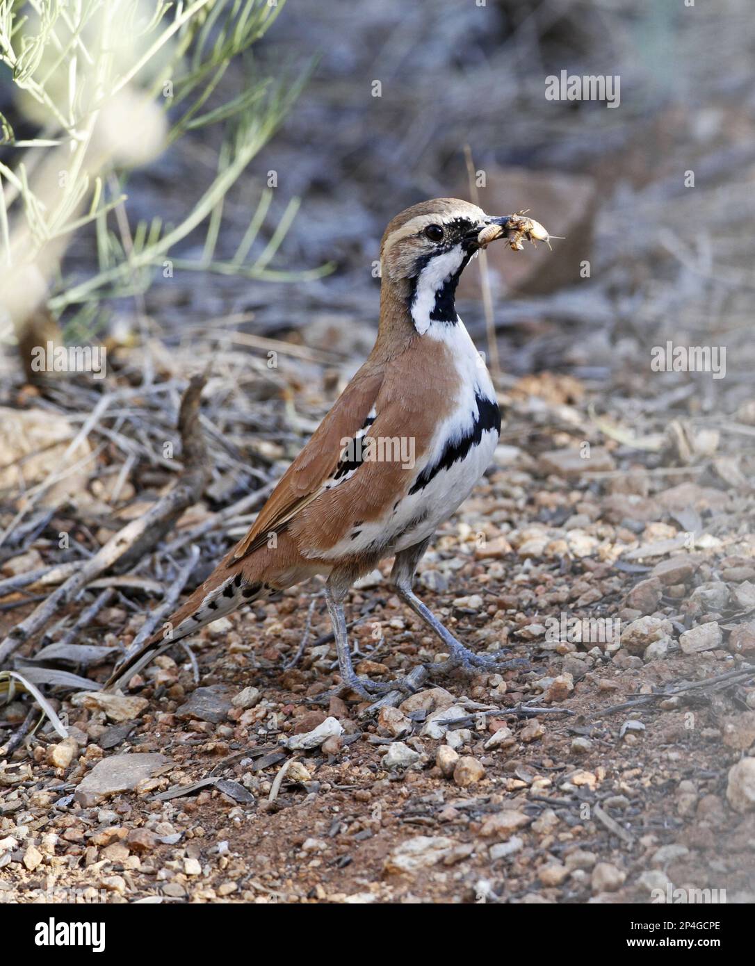 Cinnamon Quail-thrush (Cinclosoma cinnamomeum) adult, with insect prey ...