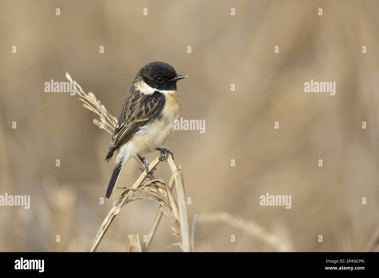 Stejneger's Stonechat (Saxicola stejnegeri), adult male, sitting on ...