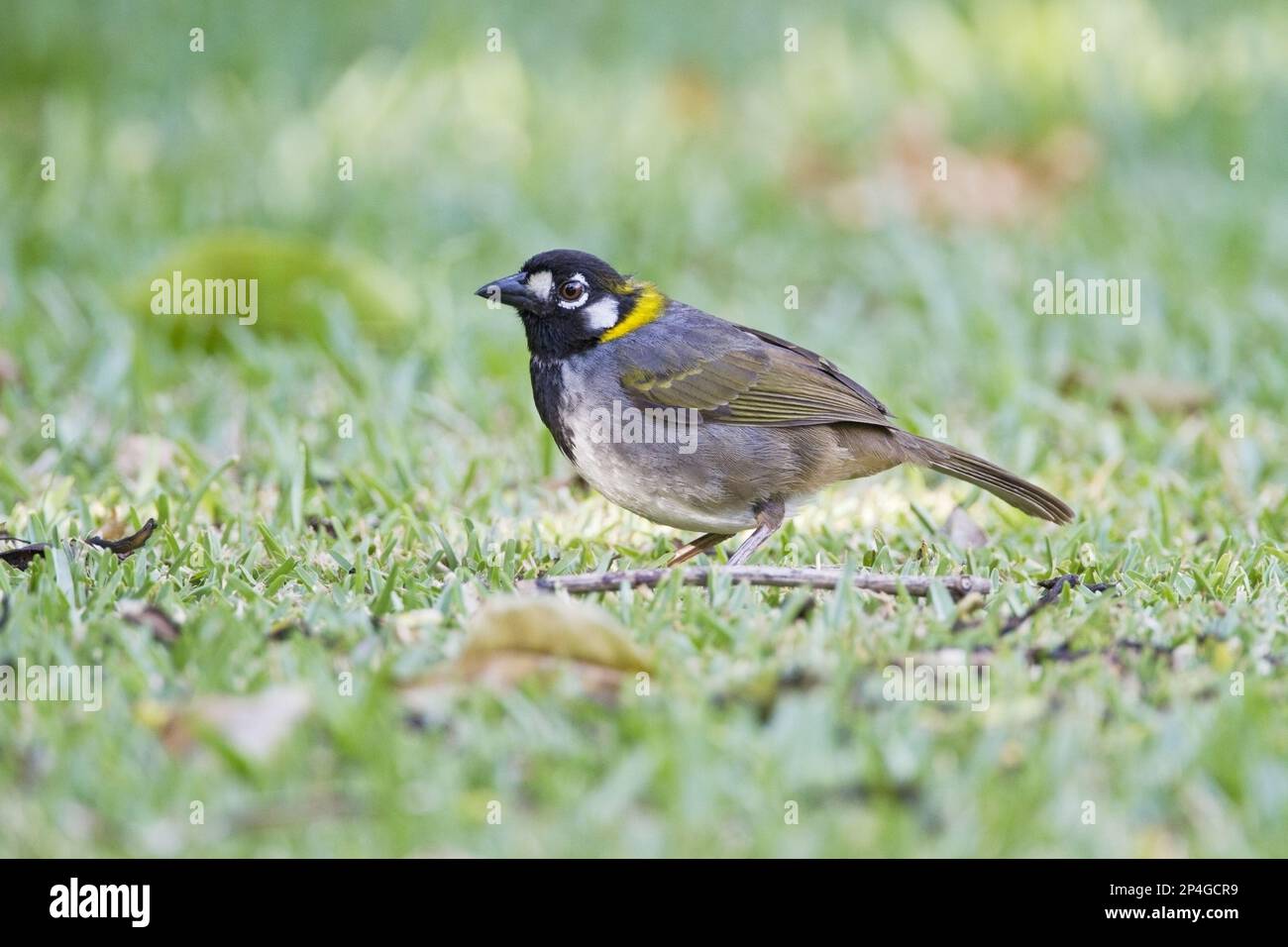 White-eared Ground Sparrow (Melozone leucotis) adult male, standing on ...