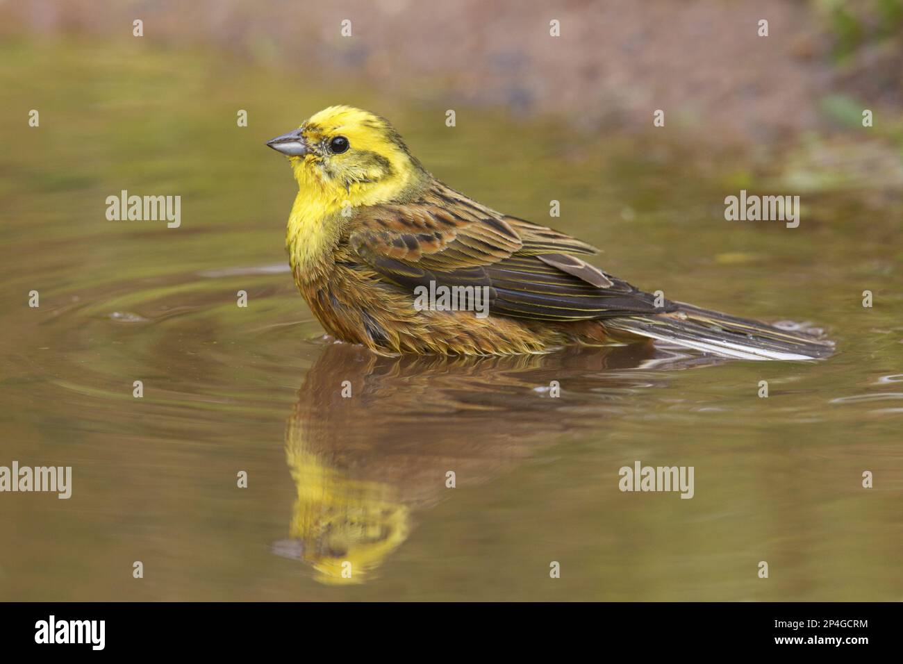 Yellowhammer (Emberiza citrinella) adult male, breeding plumage ...