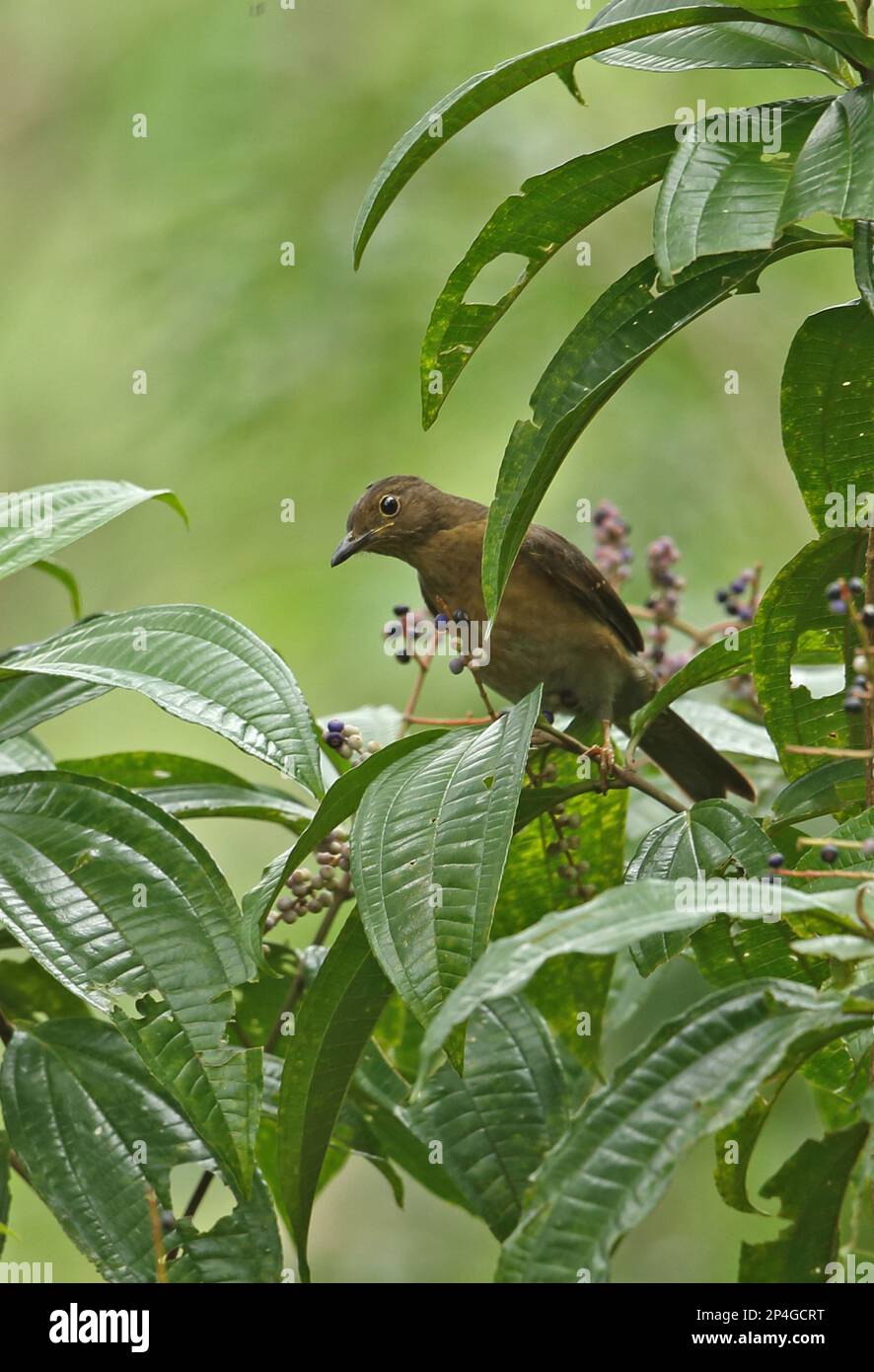 Yellow-legged Thrush (Turdus flavipes flavipes), adult female, in fruit ...