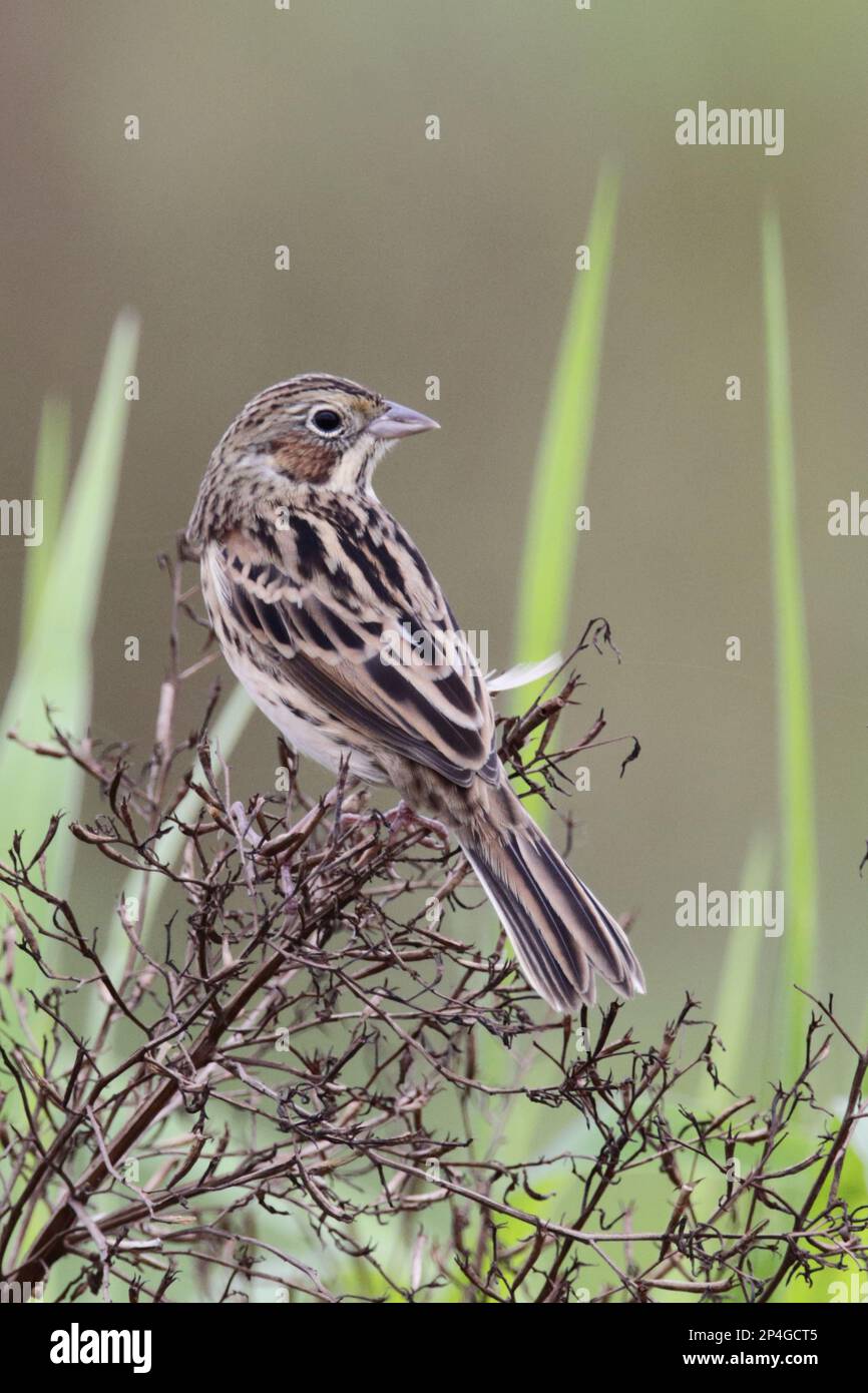 Fox Bunting (Emberiza fucata) adult male, non-breeding plumage, sitting ...