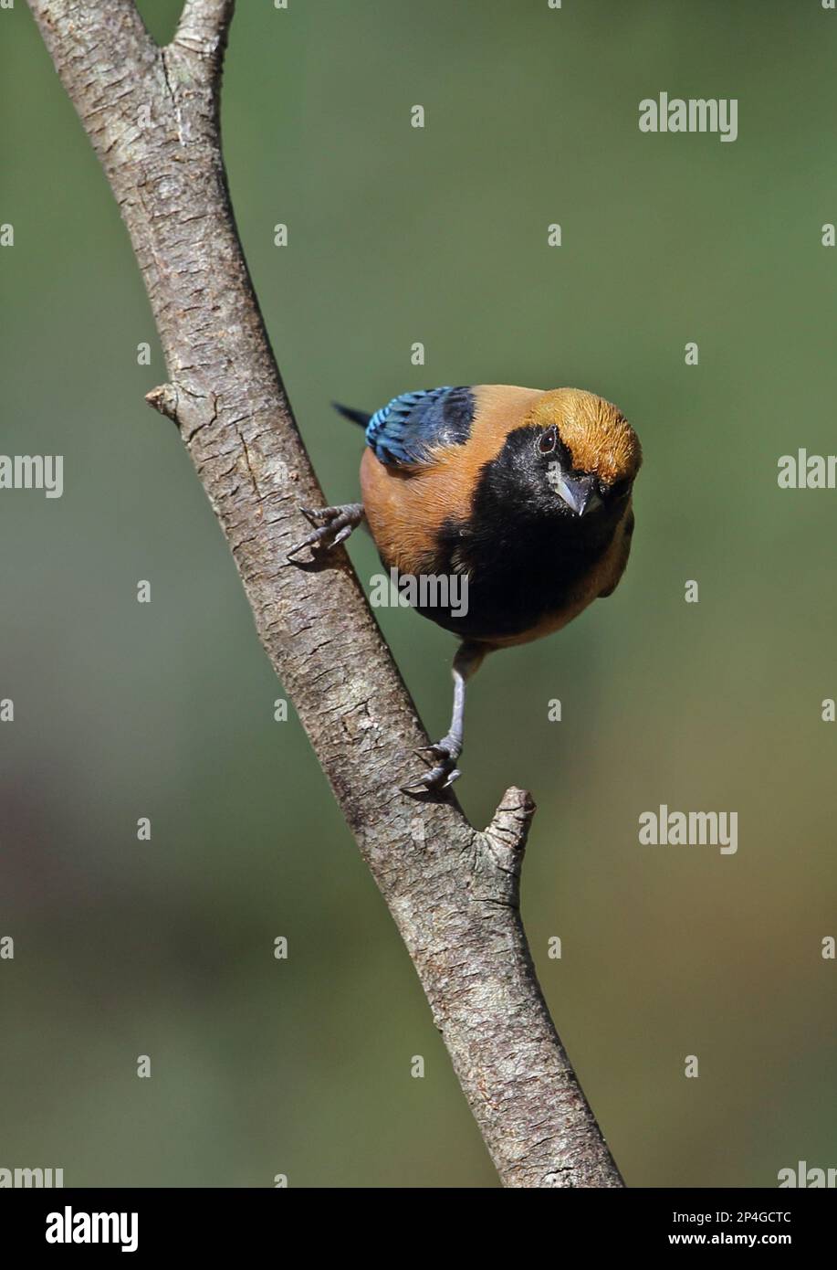 Rio buffalo hi-res stock photography and images - Alamy
