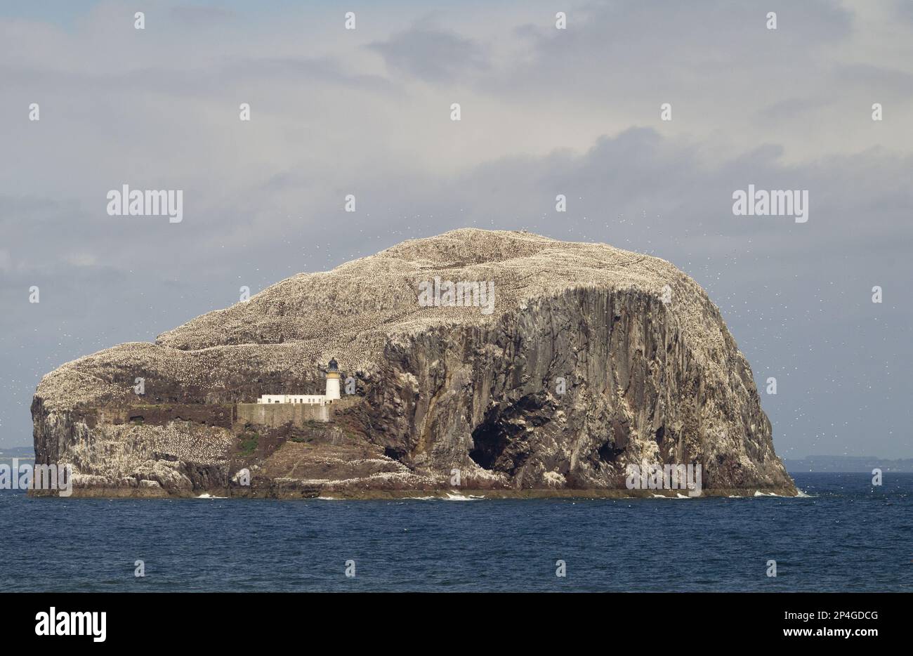 View of volcanic Plug Island and the sea, with lighthouse and nesting ...