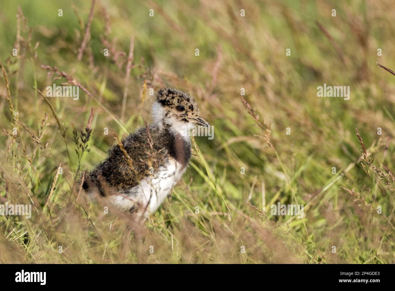 Lapwing fledgling chick hi-res stock photography and images - Alamy