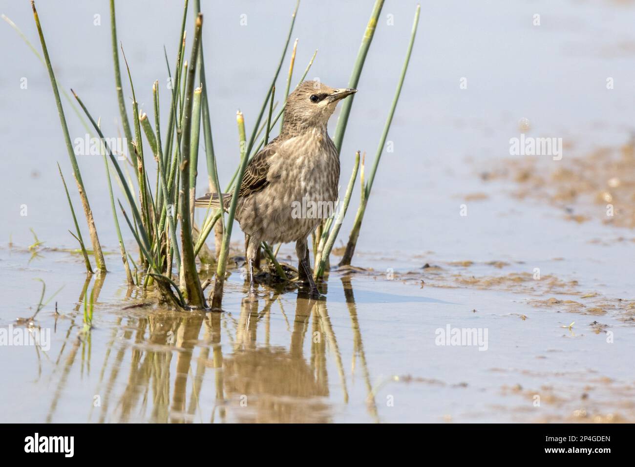 Fledgling starling hi-res stock photography and images - Alamy