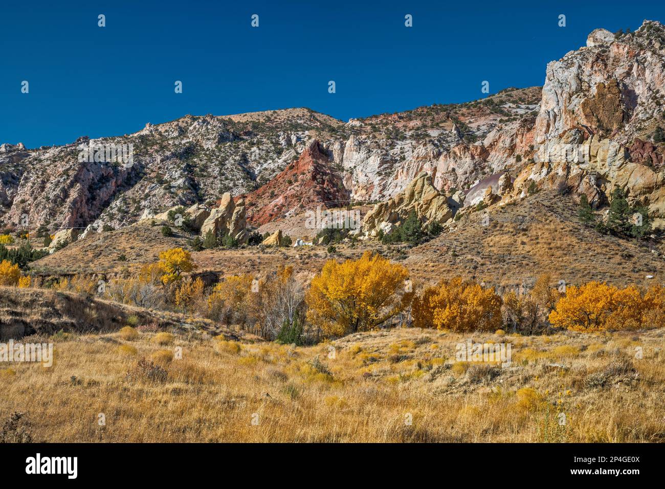 Rush Beds over Cottonwood Canyon, cottonwood trees in fall foliage ...