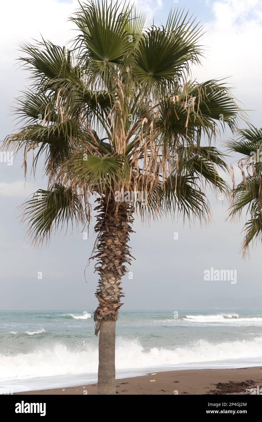 Cyprus, palm trees on beach near Pathos Stock Photo - Alamy