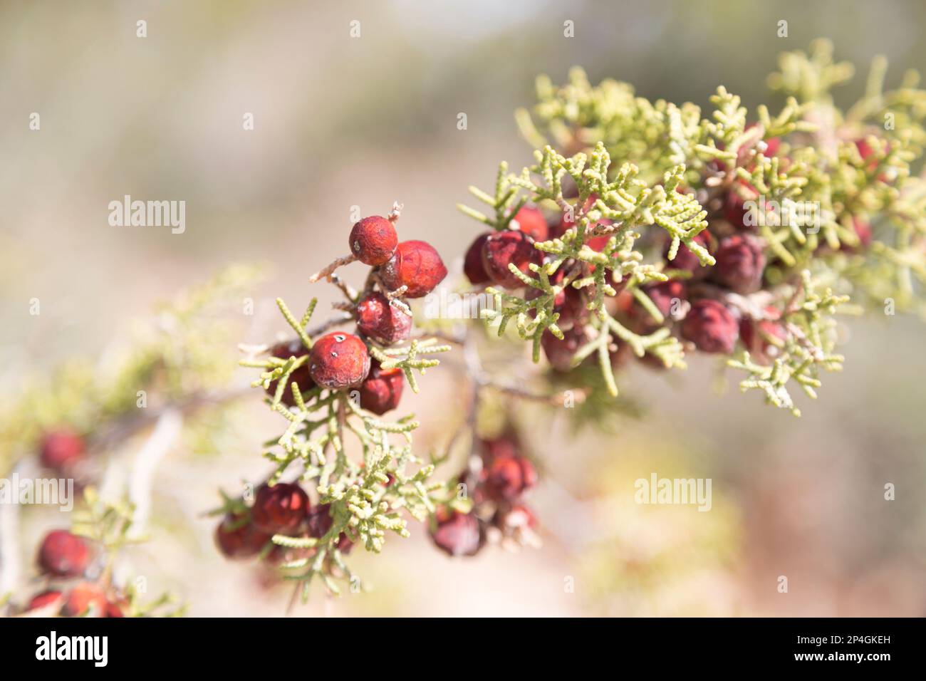 Cyprus, juniper berries (Juniperus phoenicea Stock Photo - Alamy