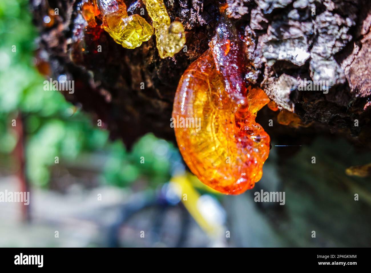 Sap frankincense tree hi-res stock photography and images - Alamy