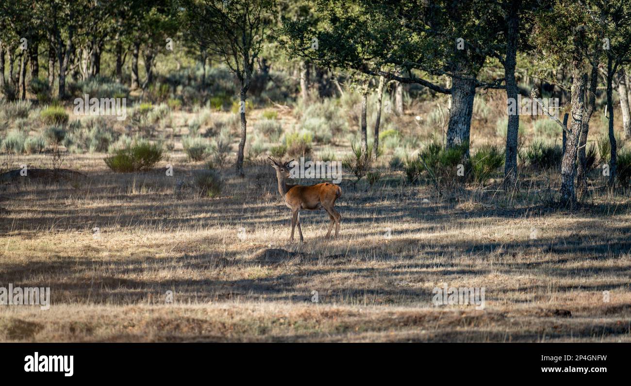 Young deer buck looking back in the clearing Stock Photo - Alamy