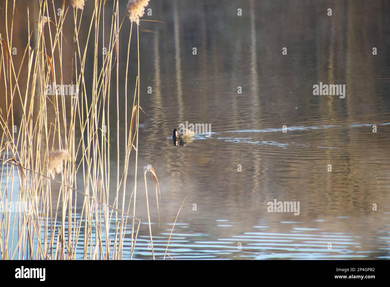 Schwimmen am teich hi-res stock photography and images - Alamy