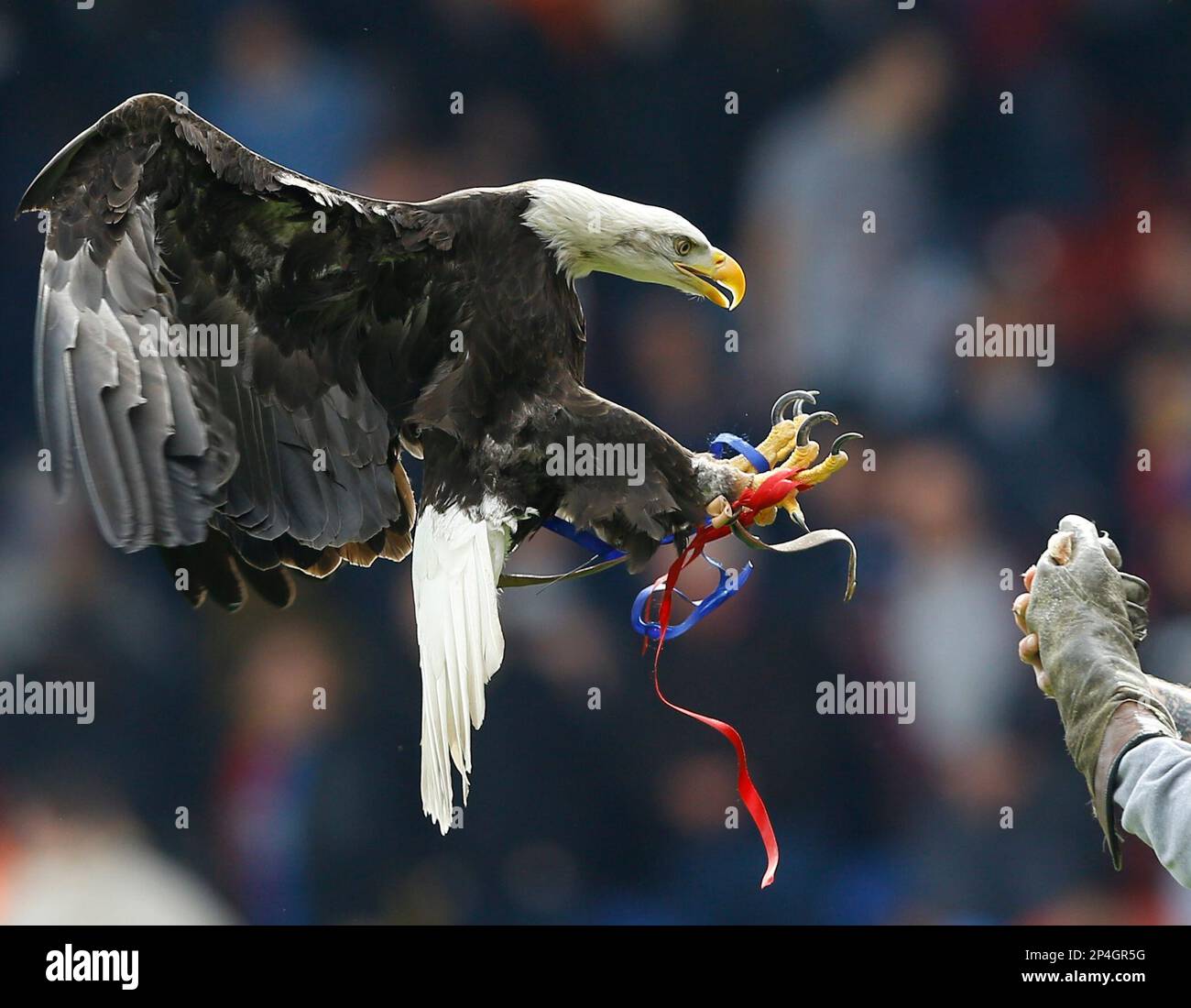 Crystal Palace's mascot Kayla, a North American Bald Eagle flies in the ...