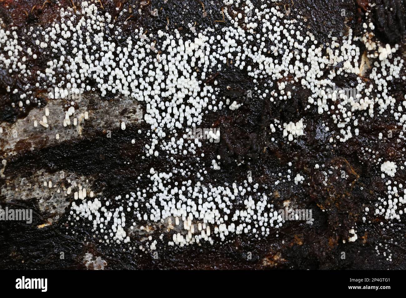 Henningsomyces candidus, commonly known as White Tubelet, wild fungus ...