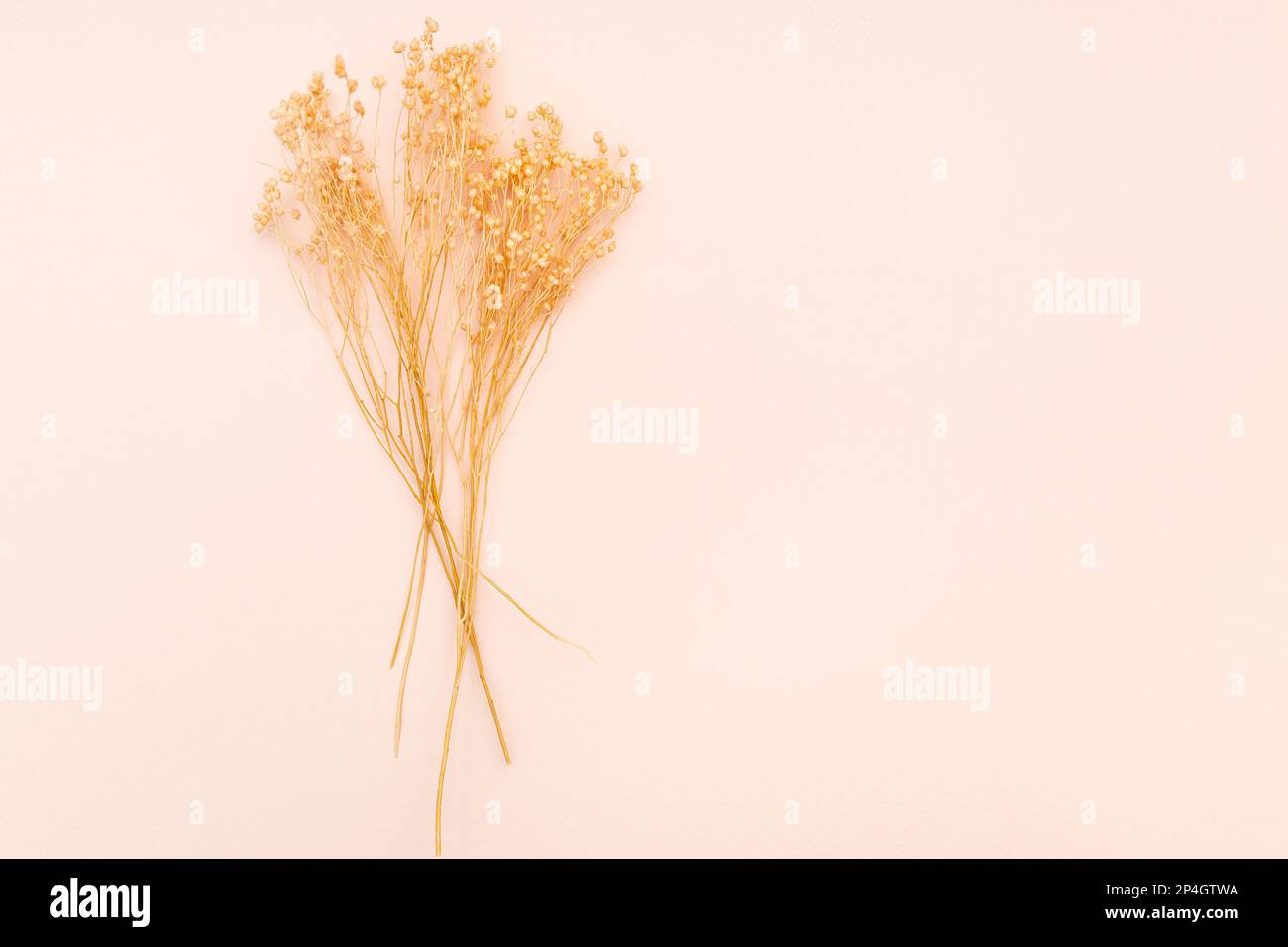 bunch of natural dried twigs of plant on pink background with copyspace ...