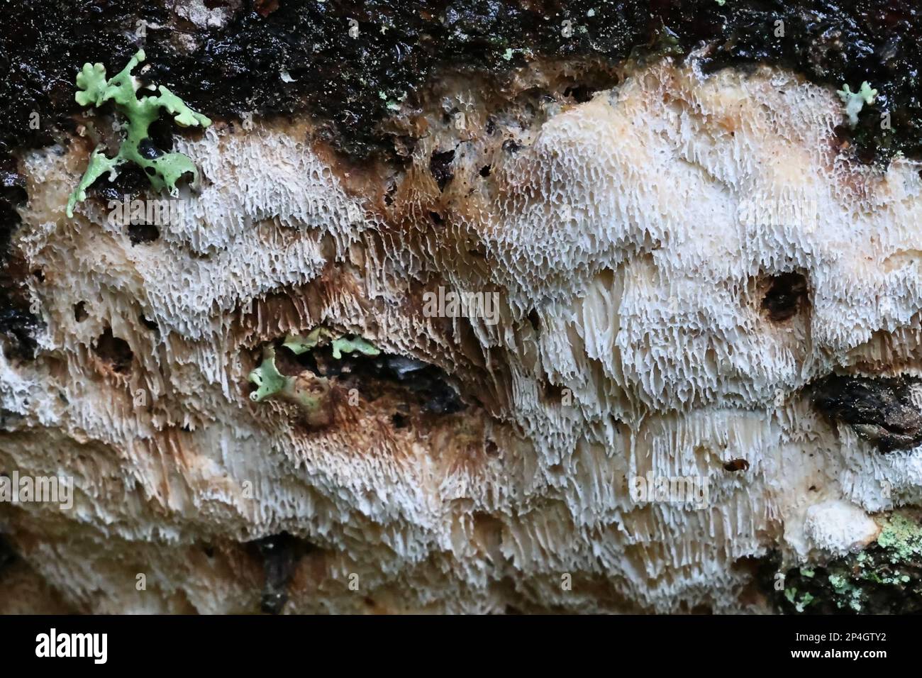 Rhodonia placenta, pink polypore fungus from Finland, no common English ...