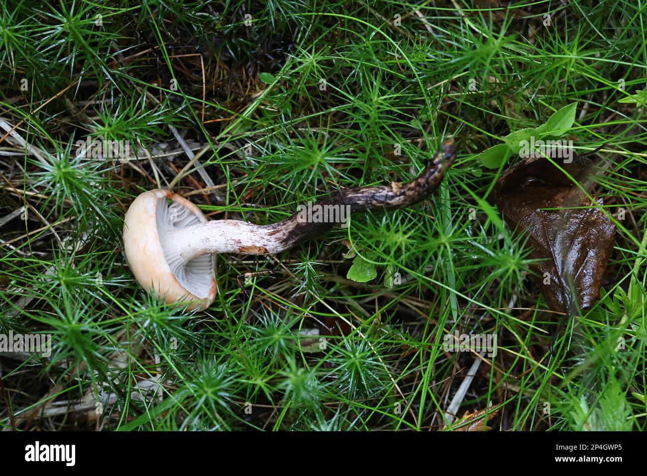 Gomphidius maculatus, known as the larch spike or larch spike-cap, wild ...