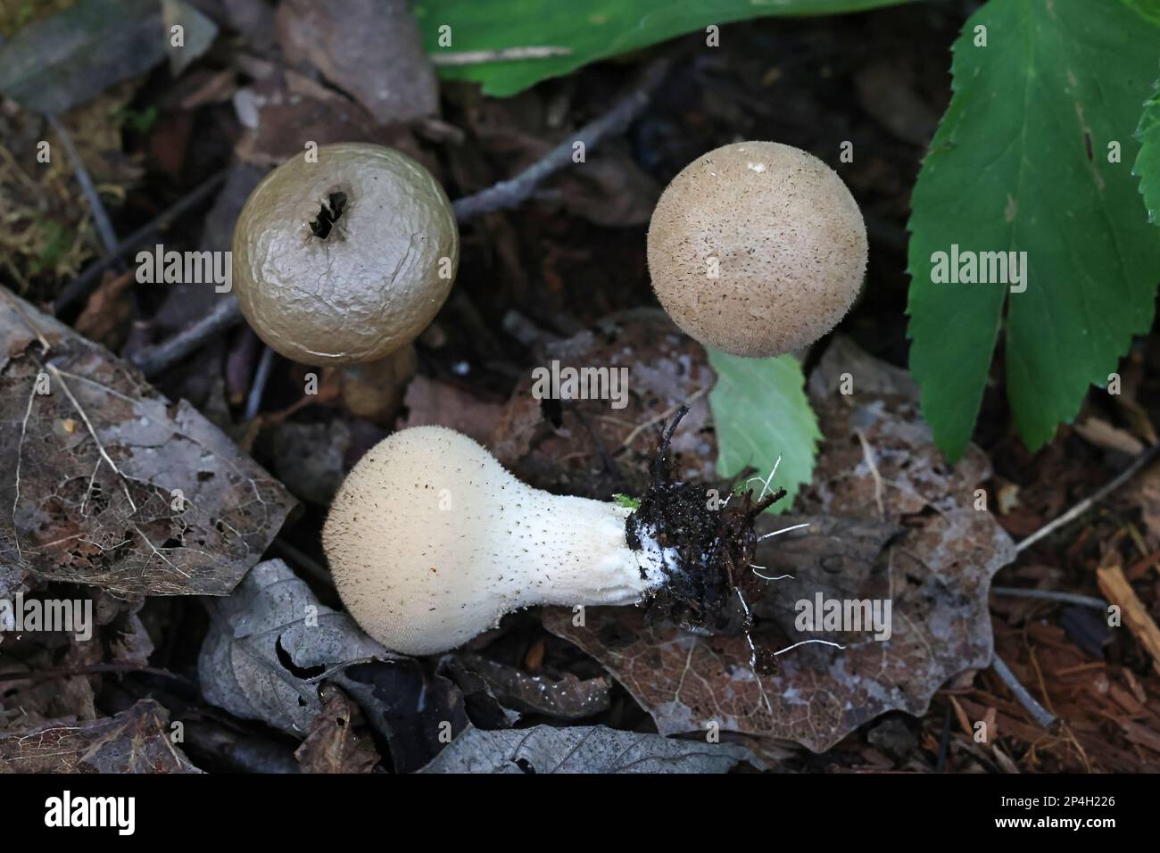 Tuhkelo hi-res stock photography and images - Alamy