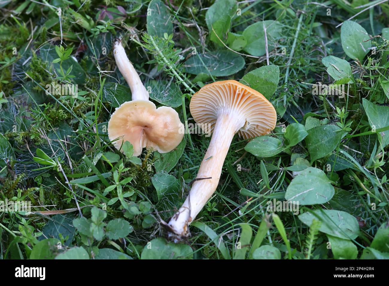 Cuphophyllus pratensis, known as meadow waxcap, meadow waxy cap, salmon ...