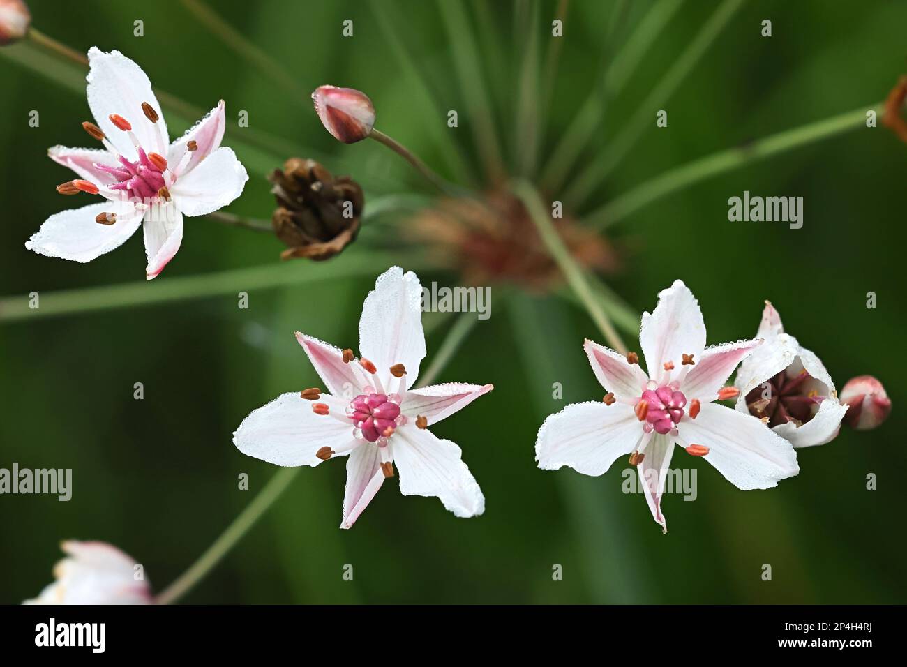 Rush plant hi-res stock photography and images - Alamy