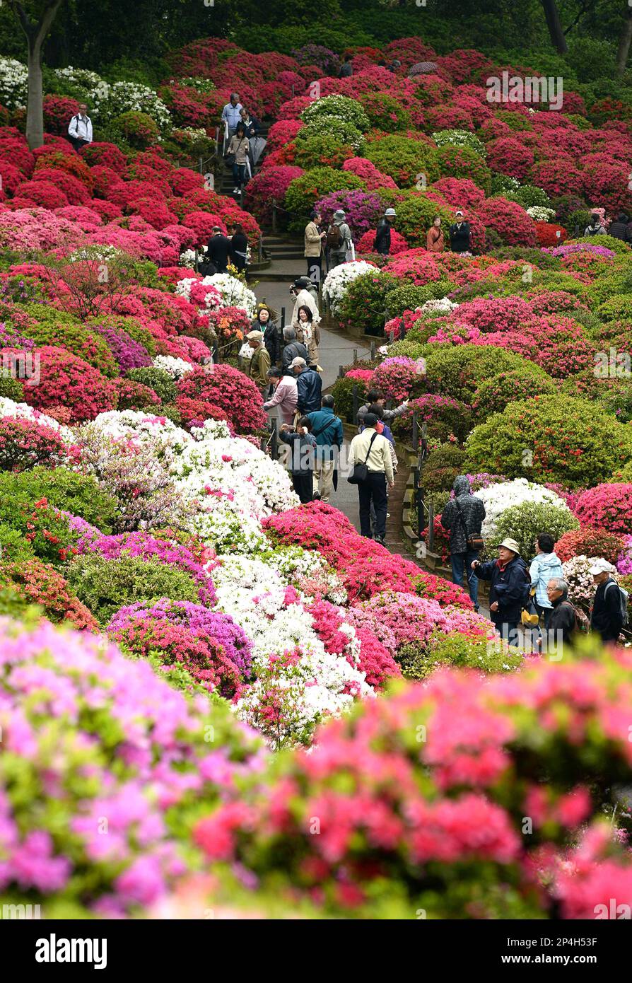 Visitors take in the red, white and pink azalea blossoms at their peak ...