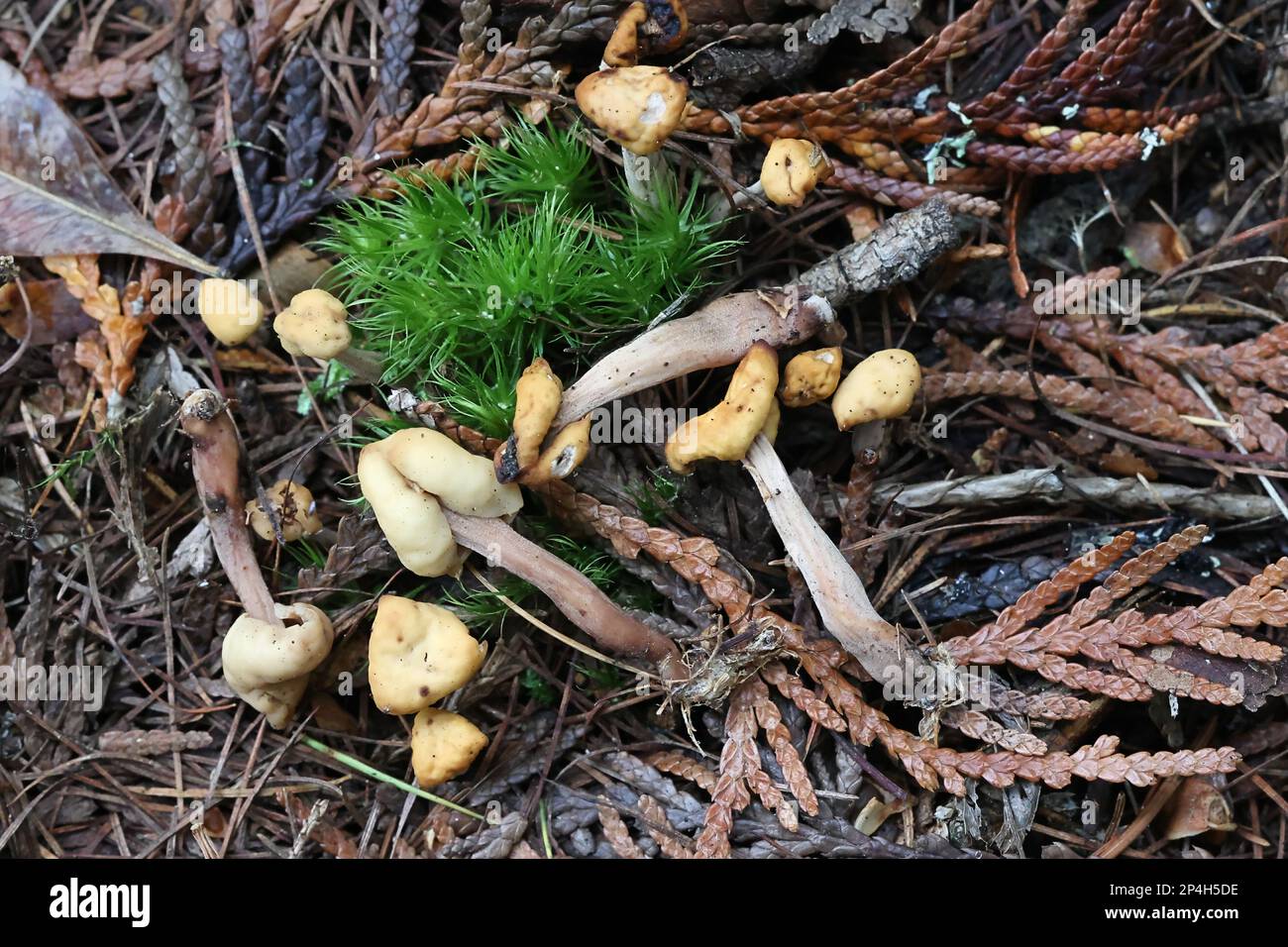 Cudonia circinans hi-res stock photography and images - Alamy